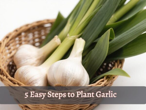 How to Grow Garlic From a Clove? 5 Easy Steps - Garden Chains