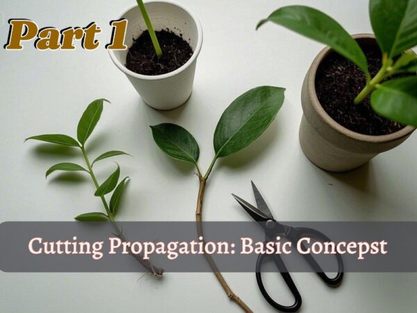 Part 1: What is Cutting Propagation: A Vegetative Propagation - Garden ...