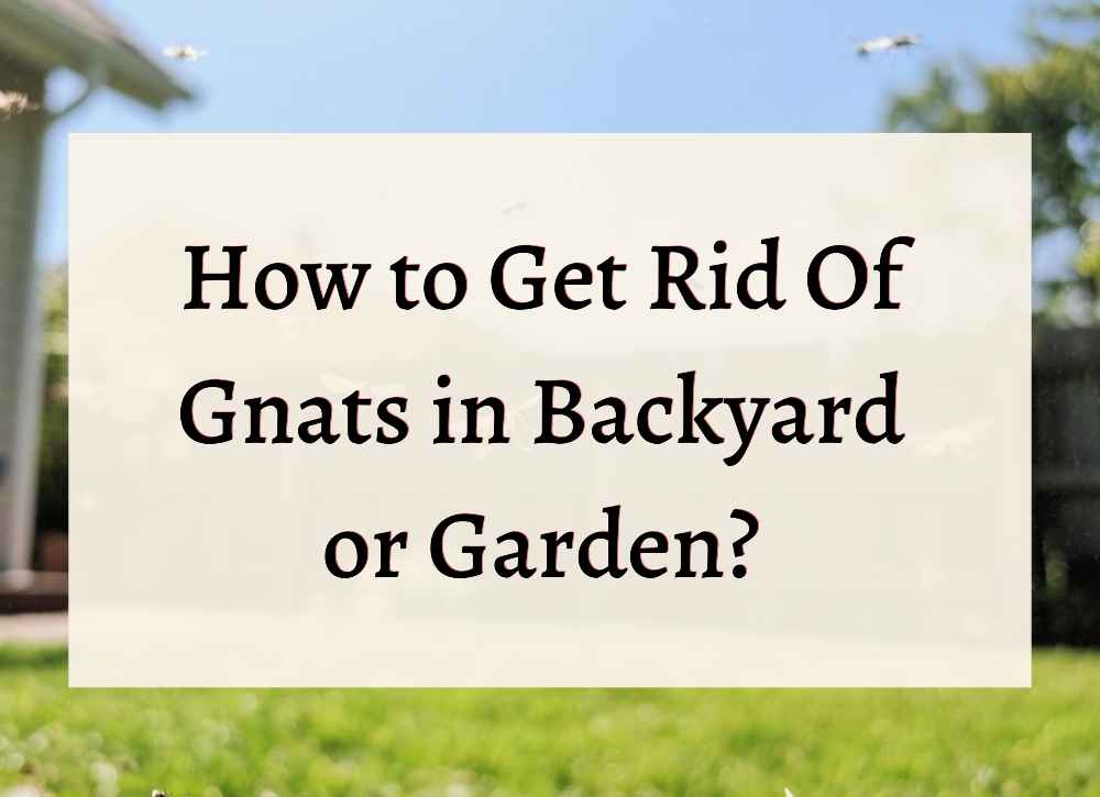 How to Get Rid Of Gnats in Your Back Yard or Garden? - Garden Chains